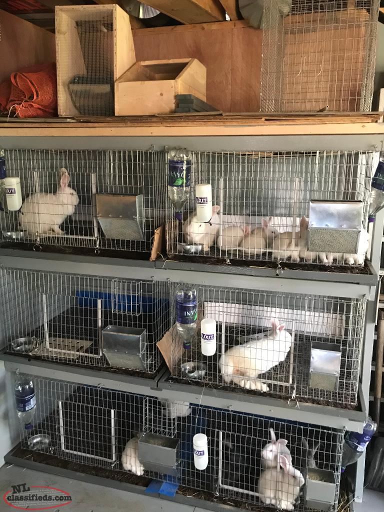 Meat Rabbitry Equipment - Lewisporte, Newfoundland Labrador | NL ...