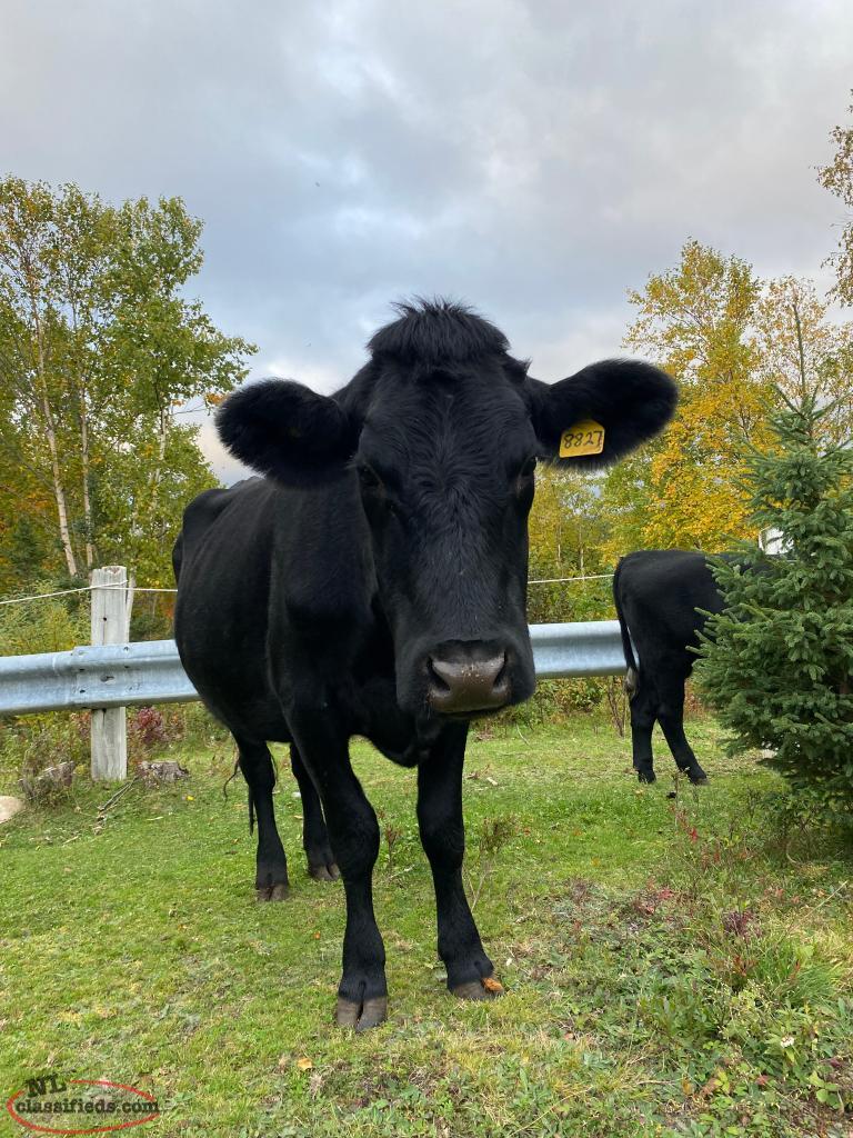 Cow For Sale - Howley, Newfoundland Labrador | NL Classifieds