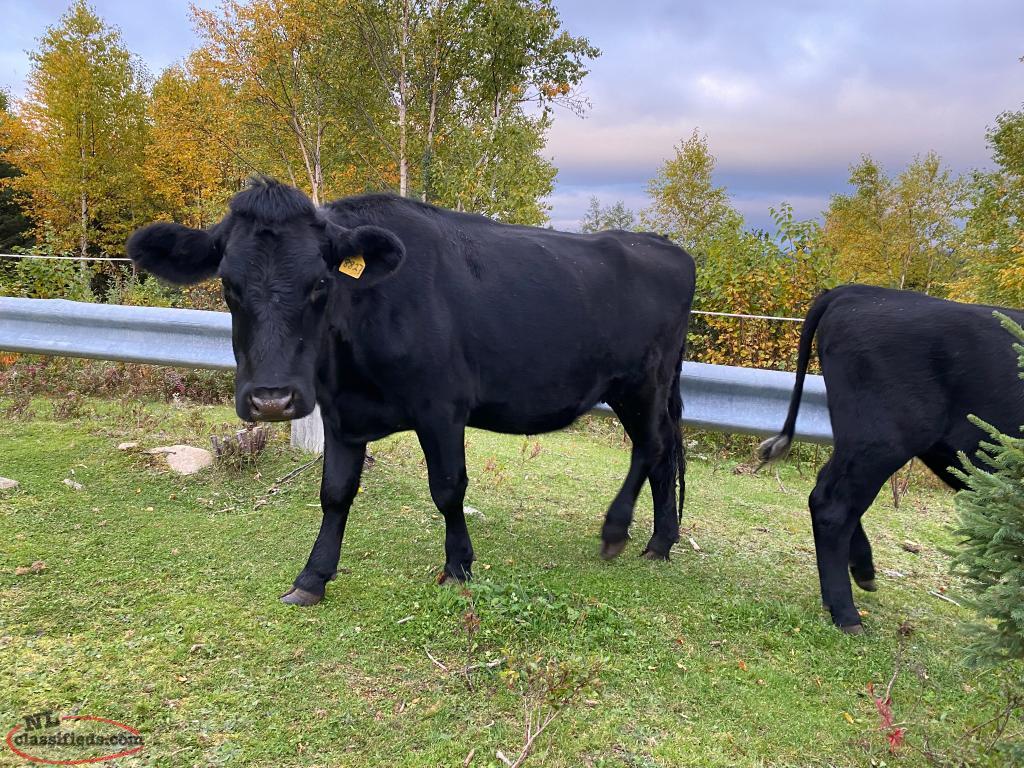 Cow For Sale - Howley, Newfoundland Labrador | NL Classifieds