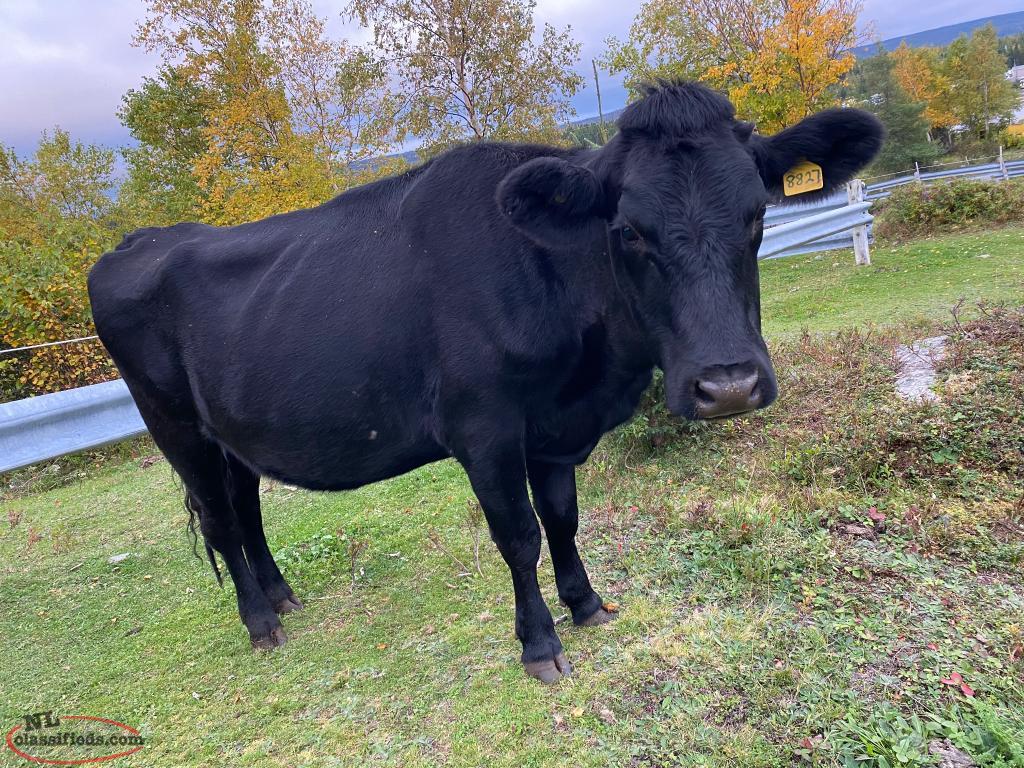 Cow For Sale - Howley, Newfoundland Labrador | NL Classifieds