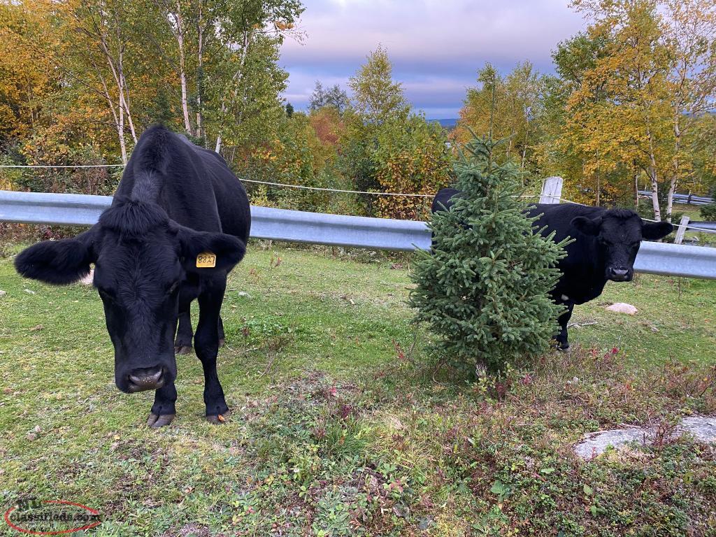 Cow For Sale - Howley, Newfoundland Labrador | NL Classifieds