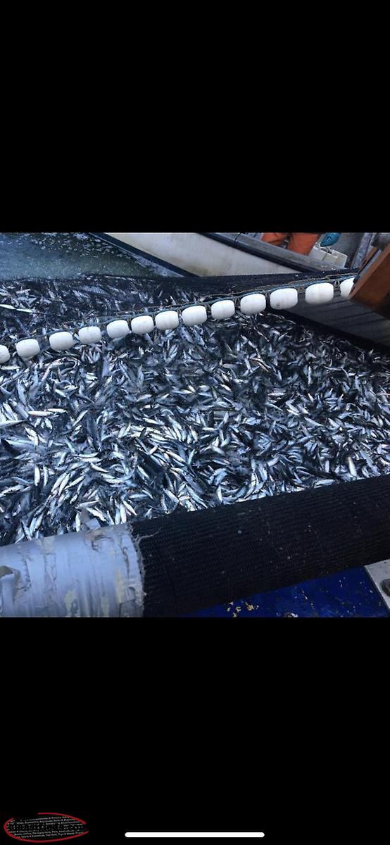 Looking too lease boat in Placentia Bay for herring fishery ...