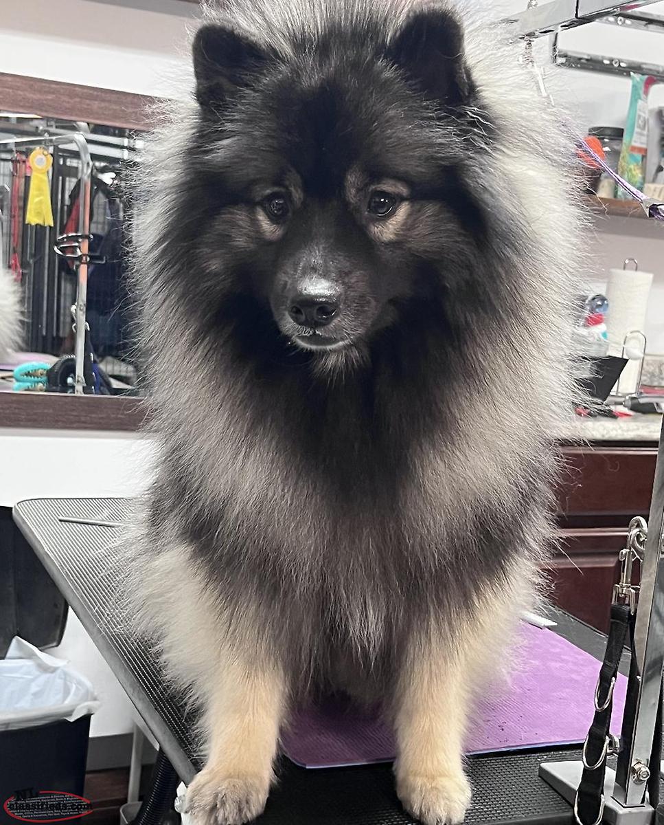 CKC Registered Champion Keeshond - Deer Lake, Newfoundland Labrador ...